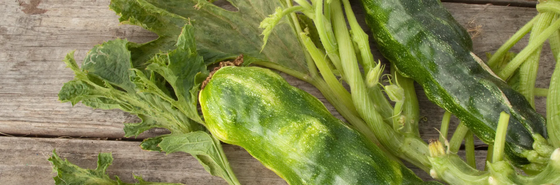 Zucchini Yellow Mosaic Virus | UC Marin Master Gardeners