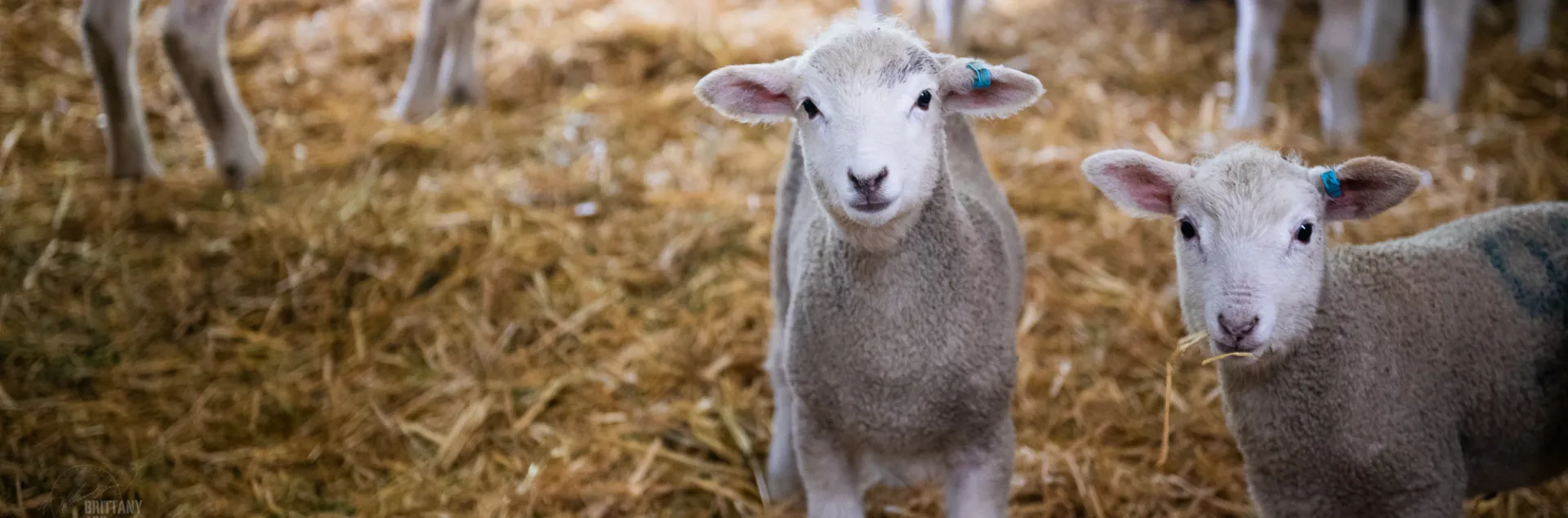 Sheep Mastitis Study at Hopland REC | Hopland REC