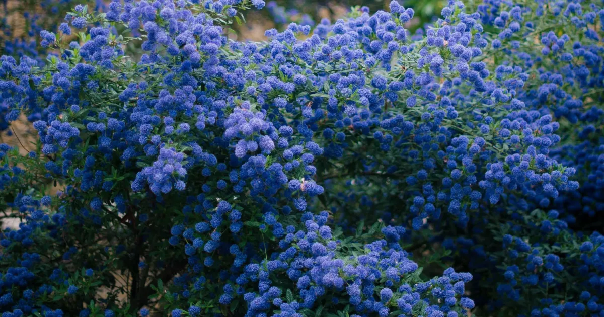 Cal Native Plants | UC Marin Master Gardeners